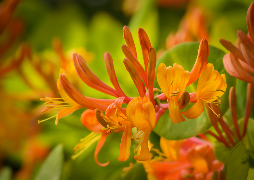 Growing Your Own Aromatherapy Garden